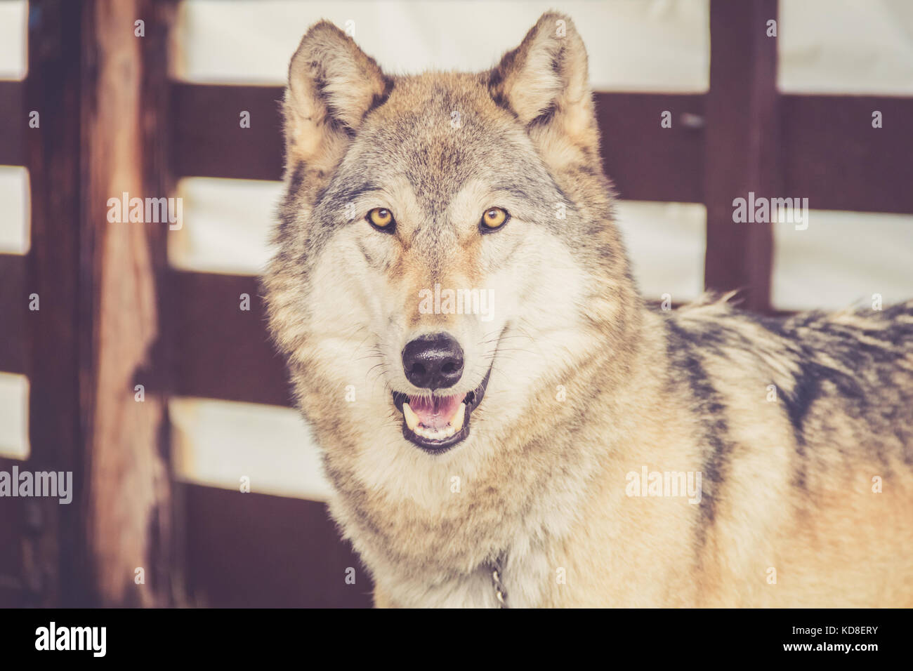 Grey Wolf (Canis lupus) in rustic vintage barn Stock Photo - Alamy