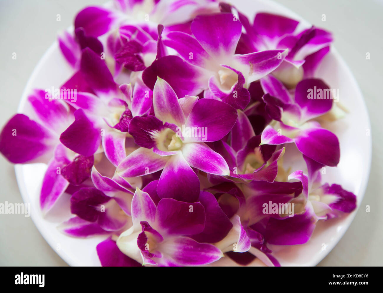 Pink orchid in a white plate Stock Photo - Alamy