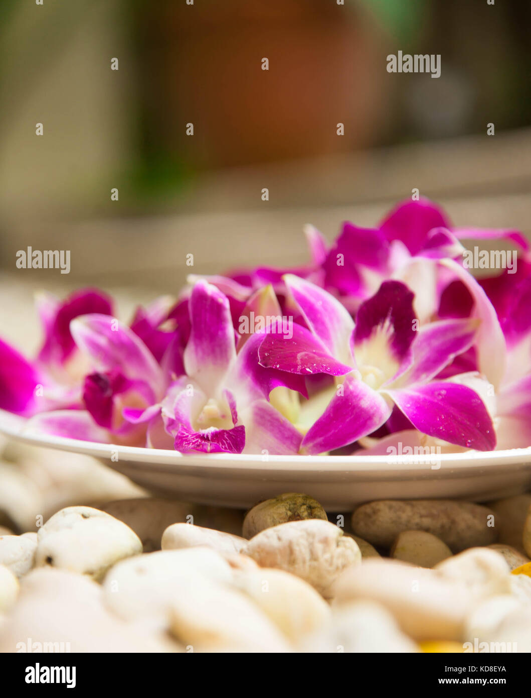 Pink orchid in a white plate Stock Photo - Alamy