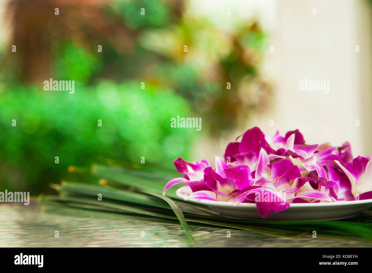 Pink orchid in a white plate Stock Photo - Alamy