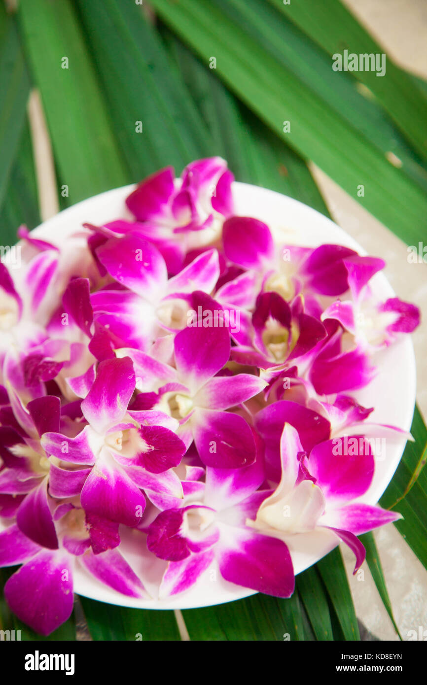 Pink orchid in a white plate Stock Photo - Alamy
