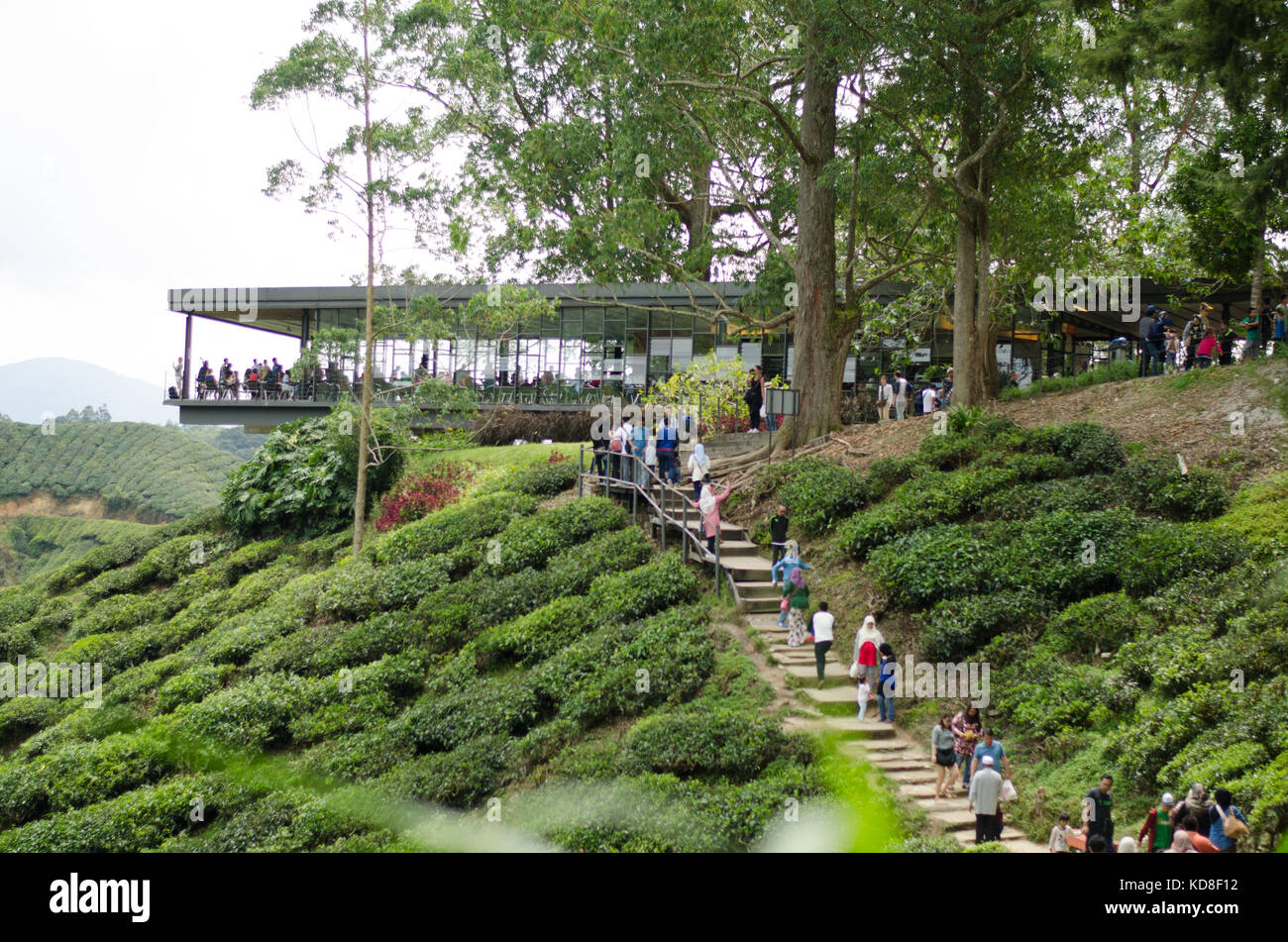 Tea Plantation in Cameron Highlands Stock Photo - Alamy