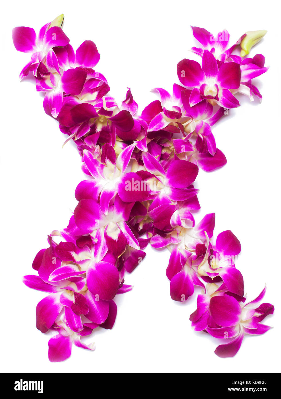 Letter x from orchid flowers isolated on white Stock Photo - Alamy