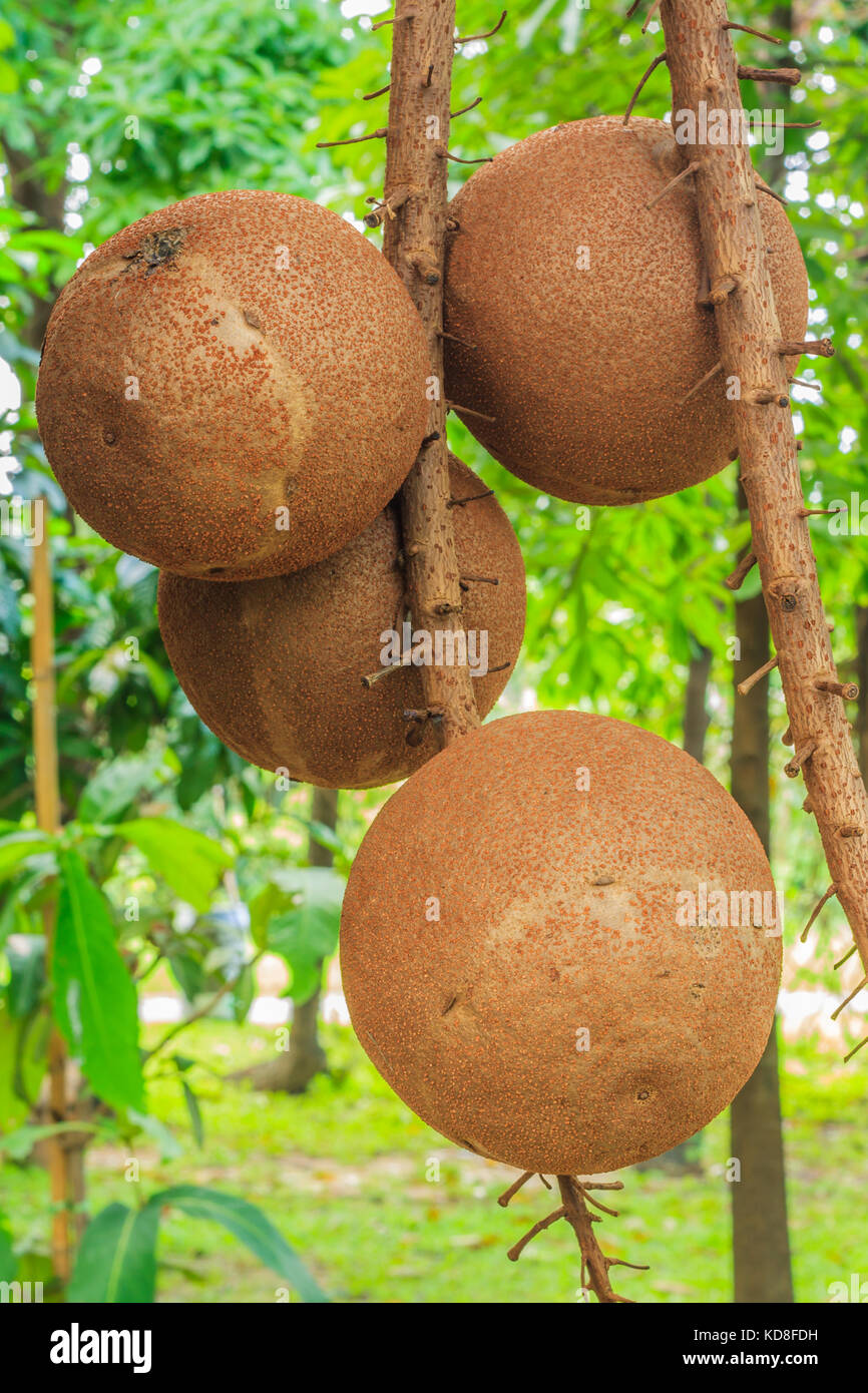 Cannonball tree fruit hi-res stock photography and images - Alamy