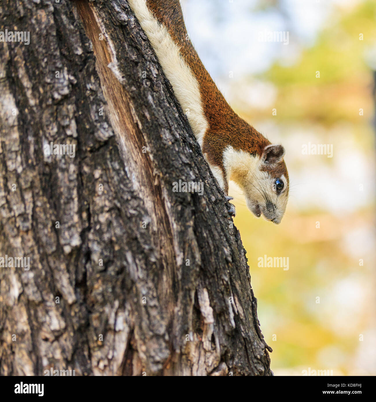 squirrel climbing on tree Stock Photo - Alamy