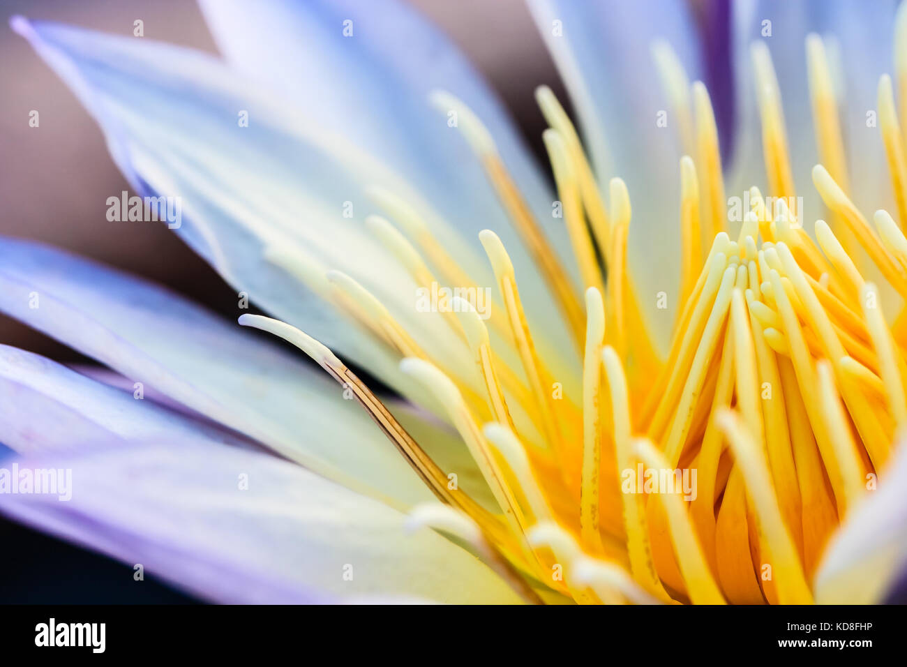 Closeup of Lotus flower Stock Photo - Alamy