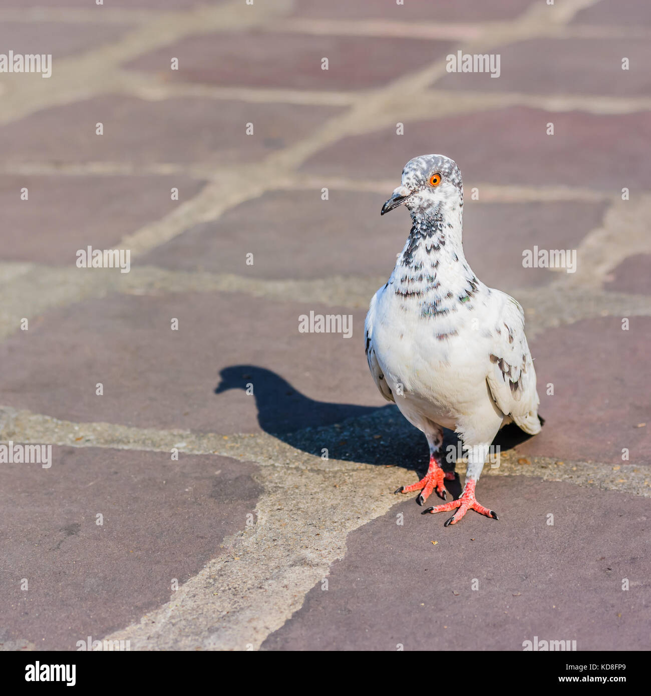 white pigeon with shadow on floor Stock Photo - Alamy