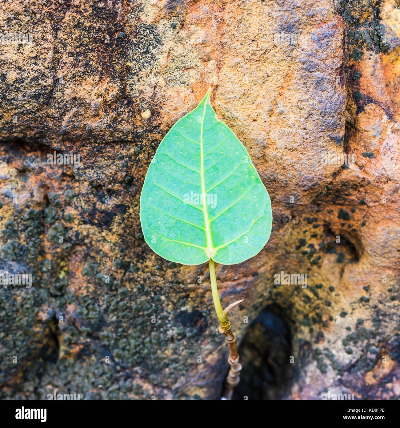 small bodhi tree growing in stone Stock Photo - Alamy