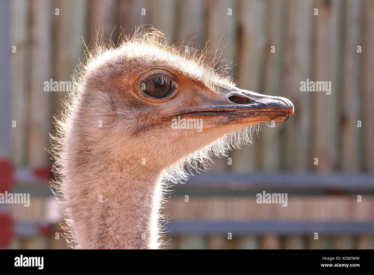 Ostrich face hi-res stock photography and images - Alamy