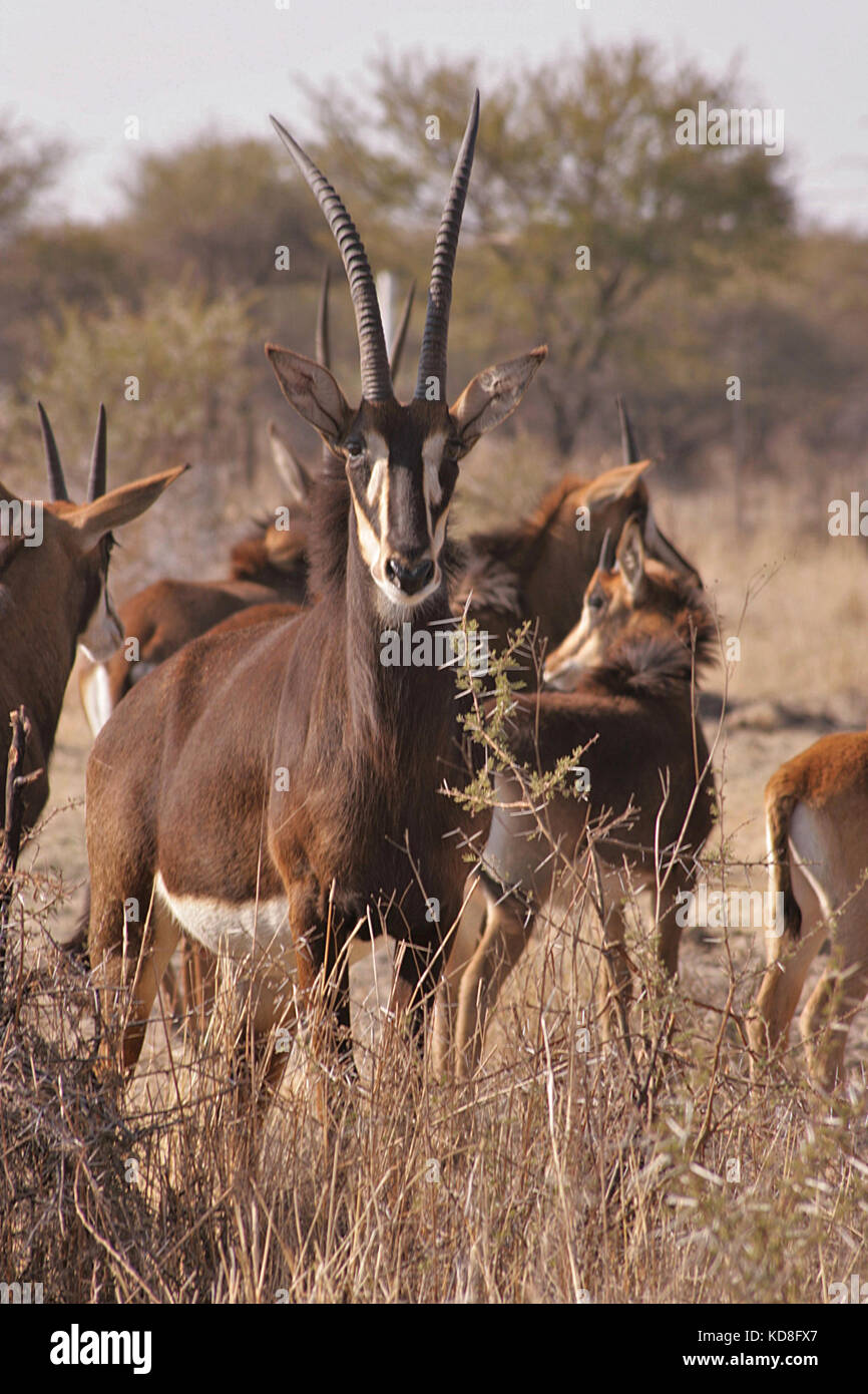 Herd of Sable Antelope in Limpopo Province, South Africa Stock Photo ...