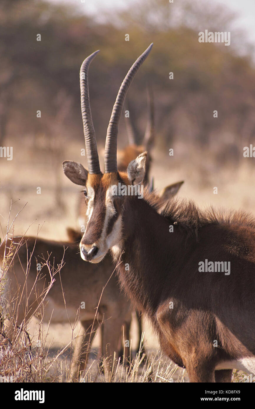 Sable Antelope close up in Limpopo Province, South Africa Stock Photo ...