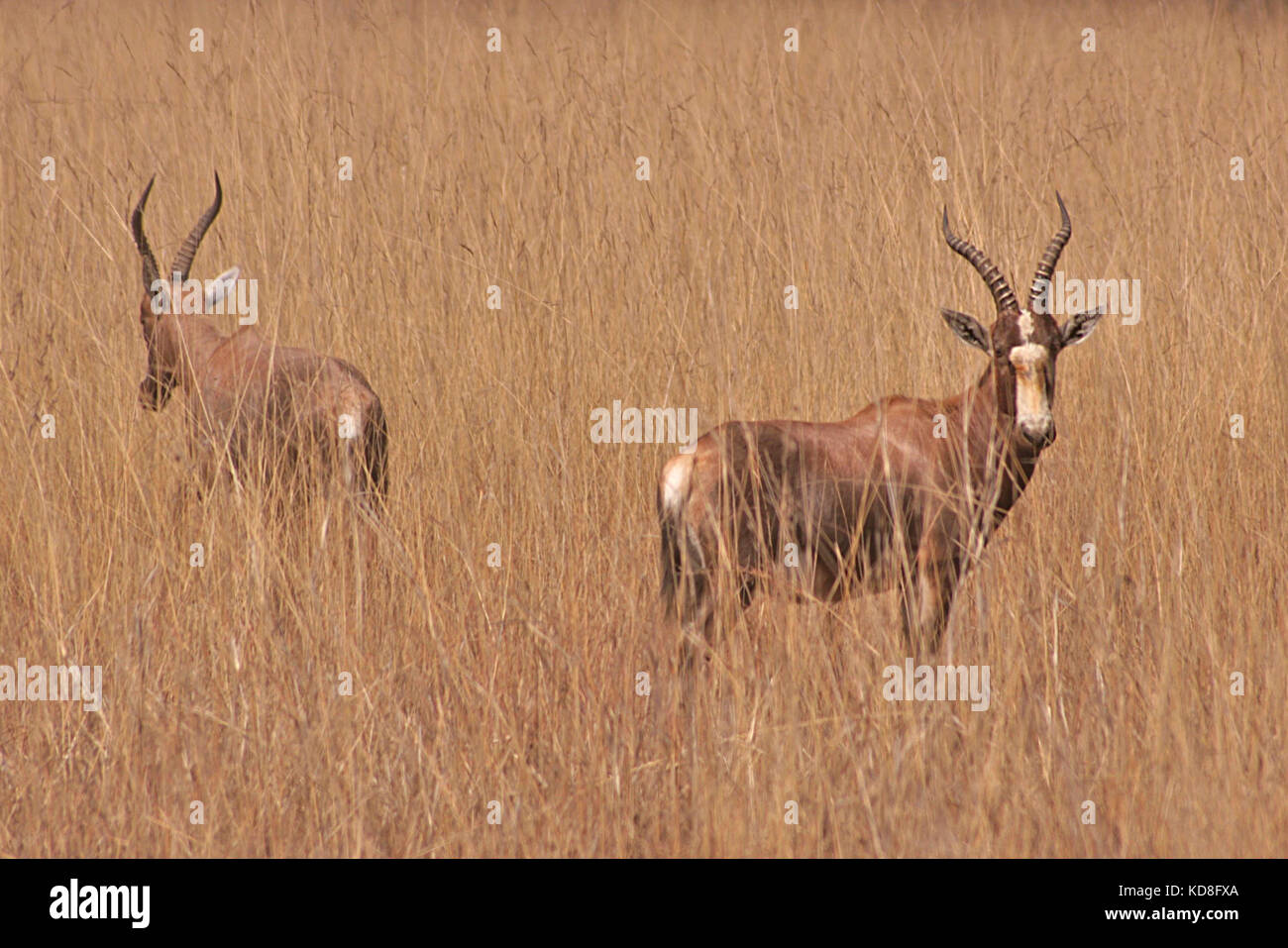 Two Tsessebe on safari in Limpopo Province, South Africa Stock Photo ...