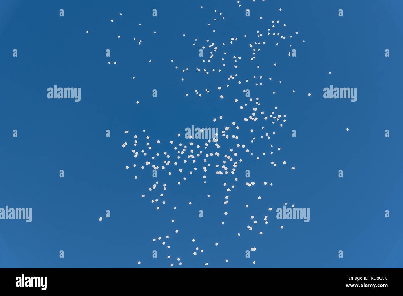 Hundreds of white balloons flying against blue sky Stock Photo - Alamy