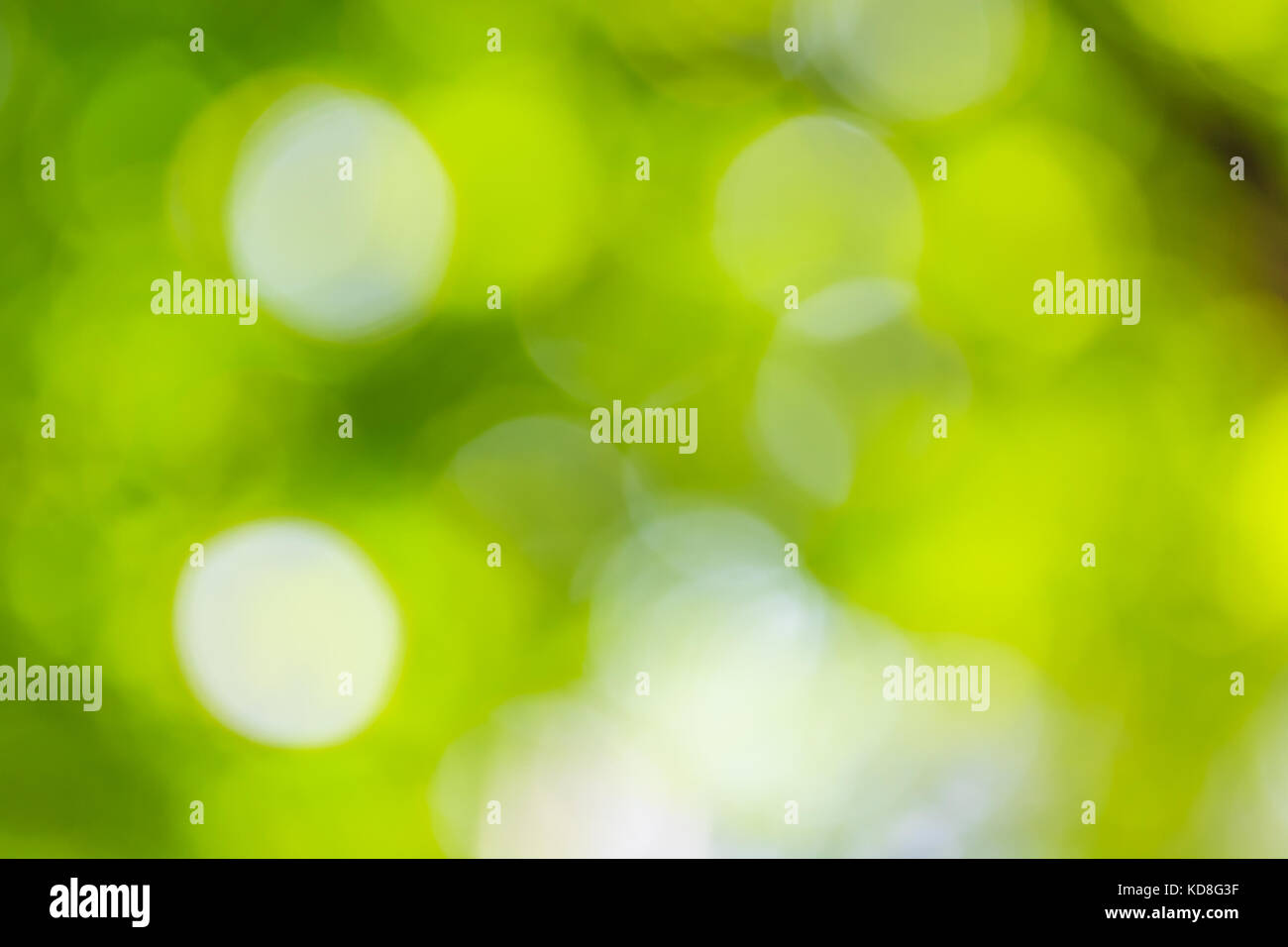 abstract green nature background selective focus Stock Photo - Alamy