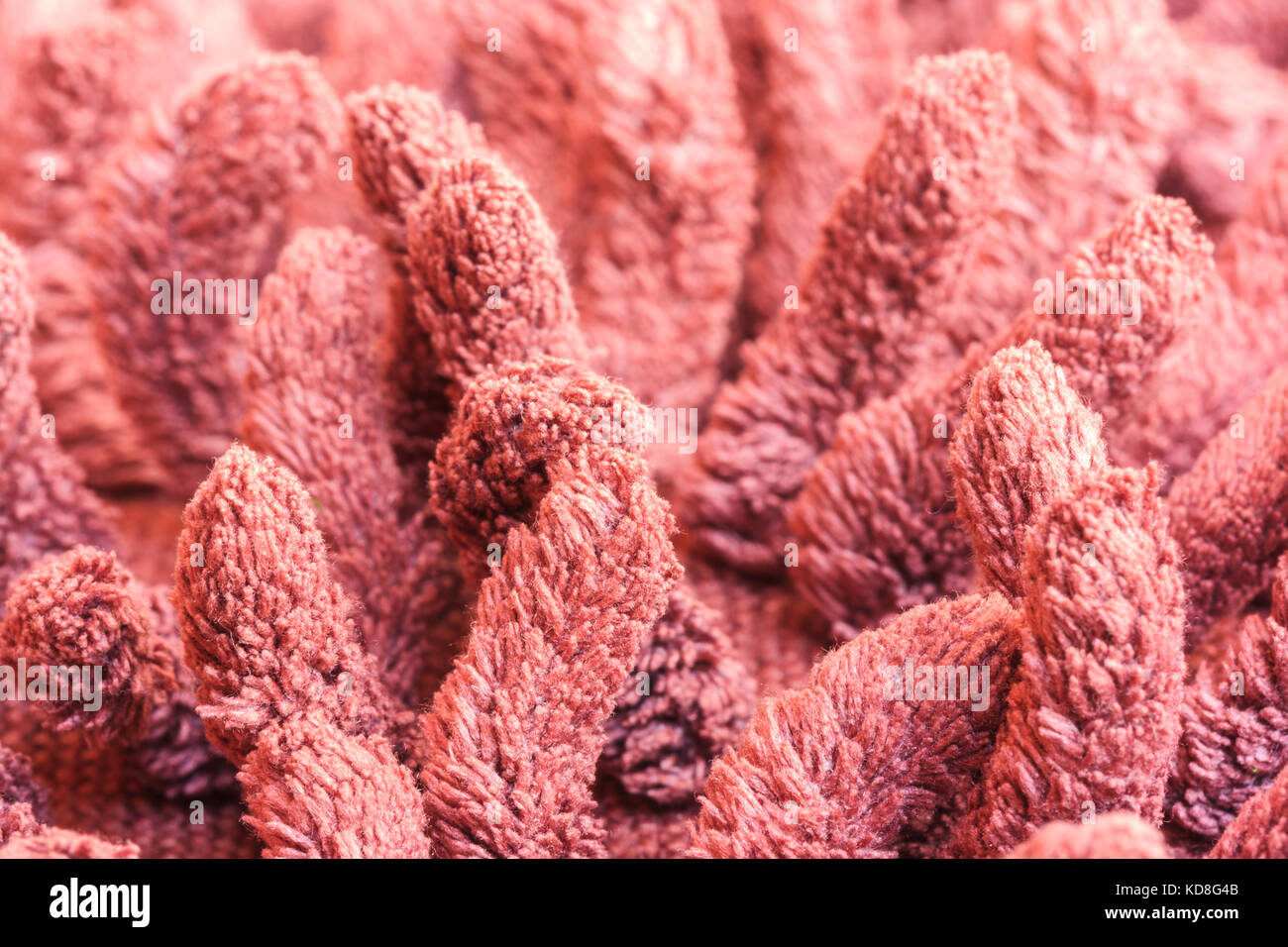 Closeup microfiber Strand macro photo for texture Stock Photo - Alamy