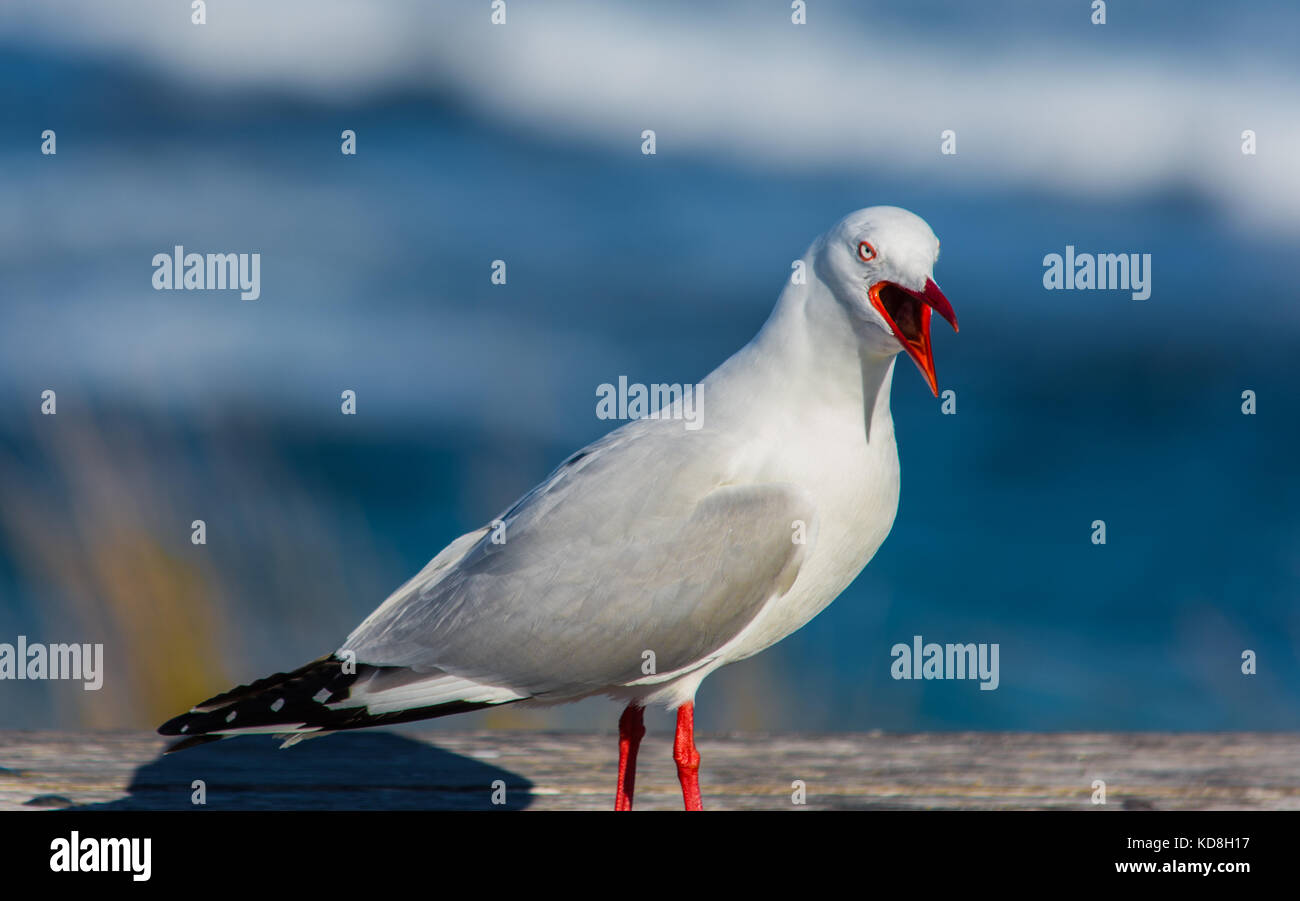 Angry seagull at the beach Stock Photo - Alamy