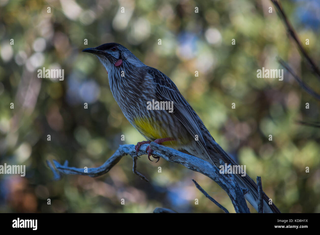 Bird in bush standing on branch Stock Photo - Alamy