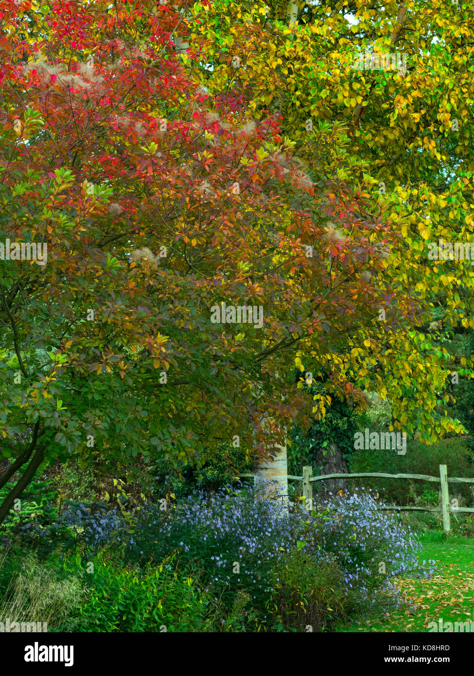 Autumn foliage at Bressingham Gardens Norfolk October Stock Photo - Alamy