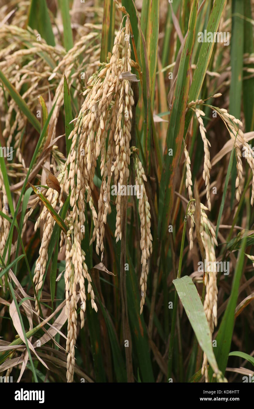 Reispflanze - Rice Plant in field Stock Photo - Alamy