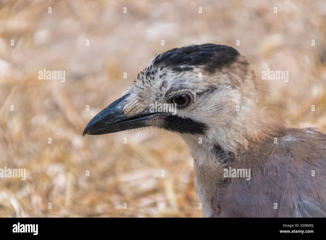 Eurasian Jay Head, Closeup, Israel Stock Photo - Alamy