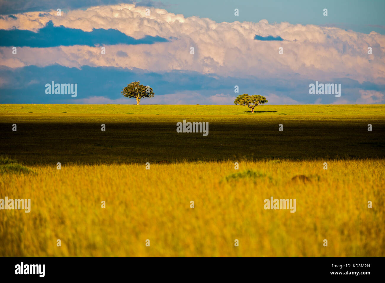 landscape with savannah trees in Africa, Safari, Kenya Stock Photo - Alamy
