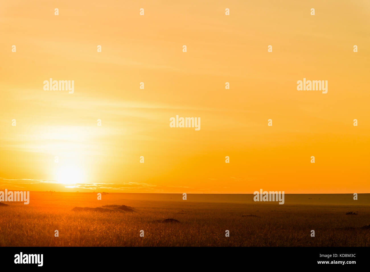 Gorgeous sunrise in Africa, Safari, Kenya Stock Photo - Alamy