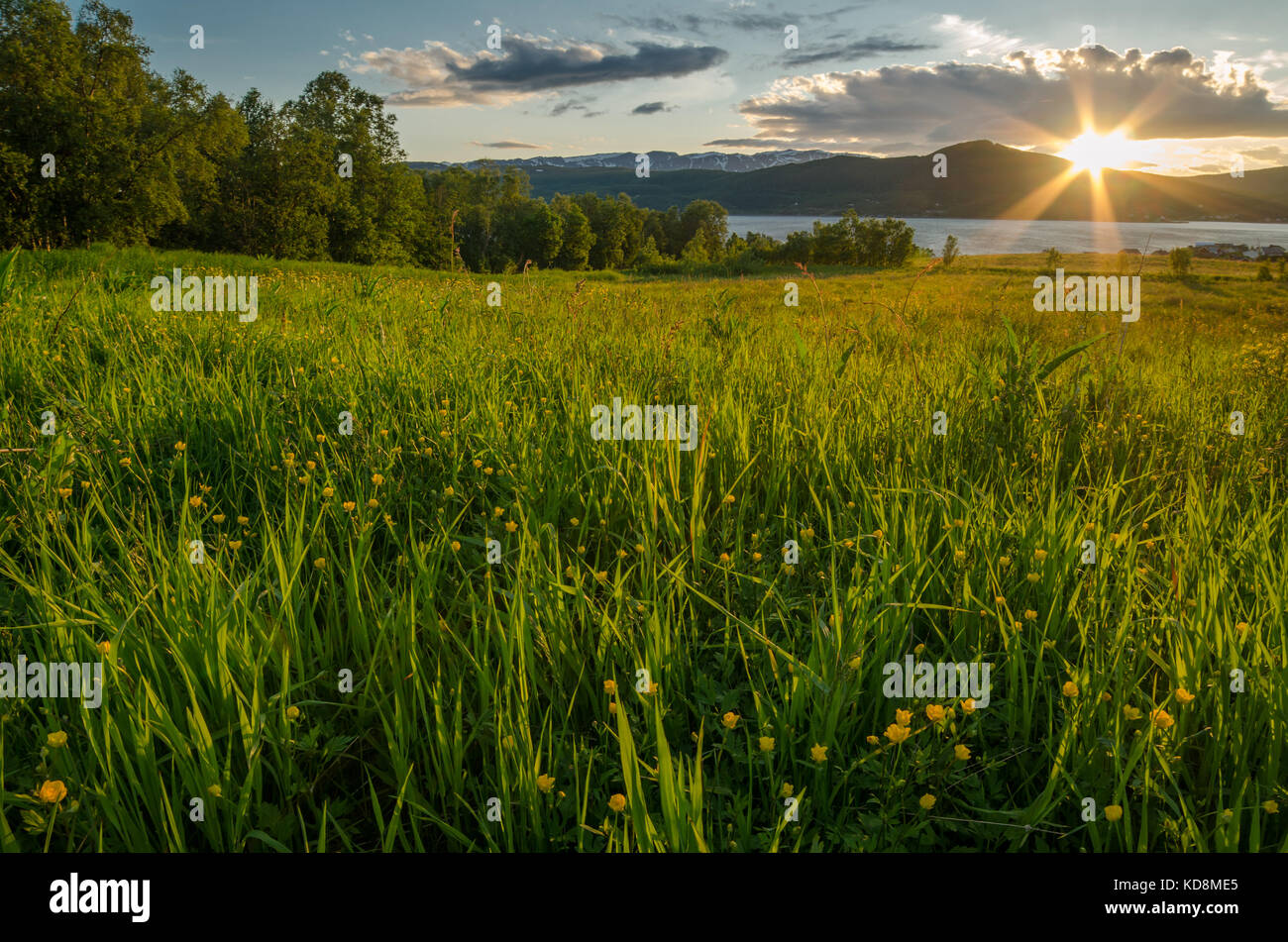 Midsummer evening with midnight sun above a flowerfield covered with ...