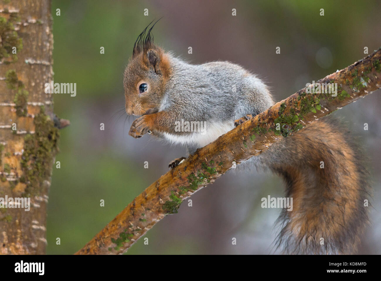 Squirrel sitting on branch eating food Stock Photo - Alamy