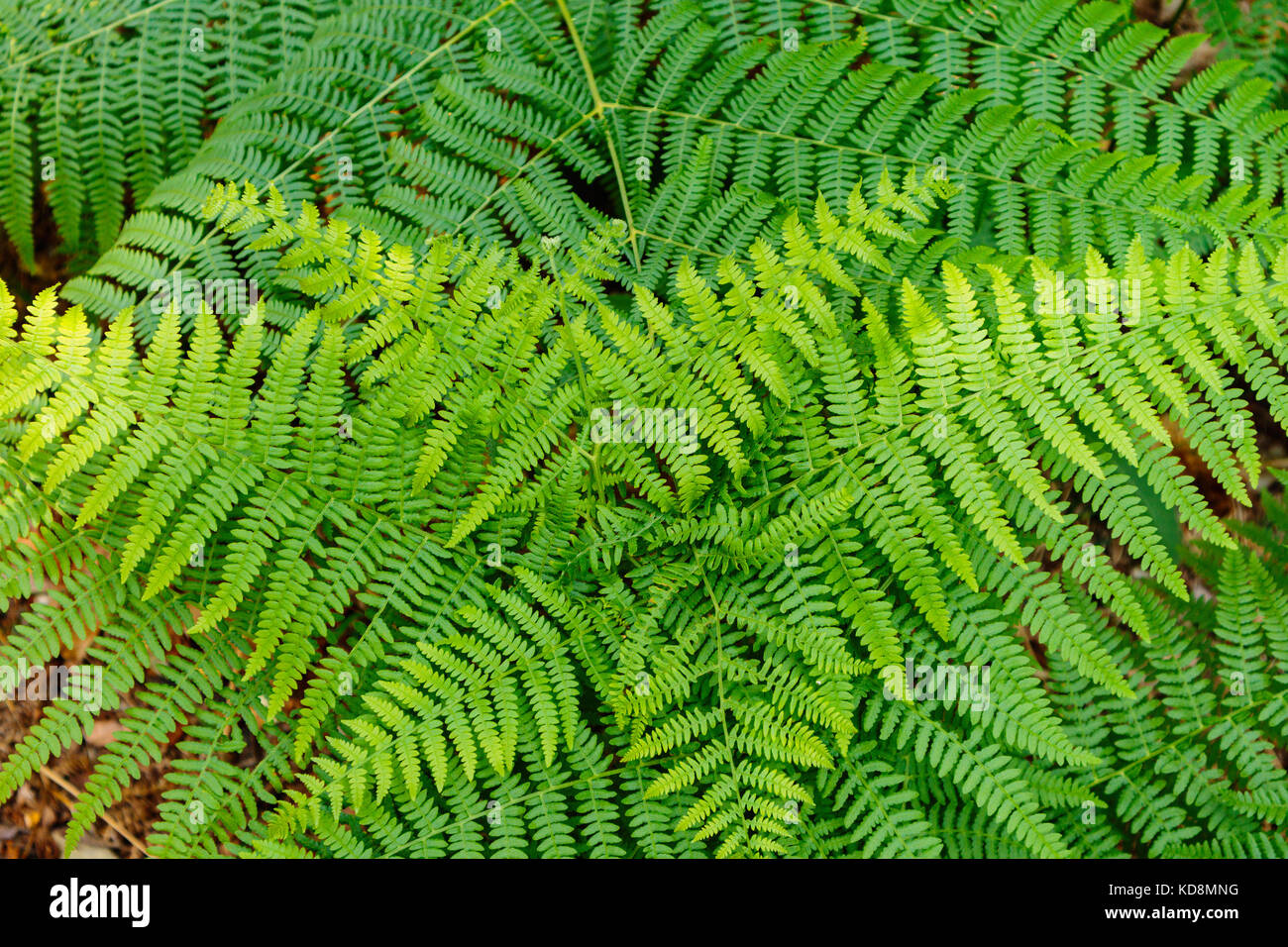 Details of fern leaves frond, polypodiopsida branched branched Stock ...