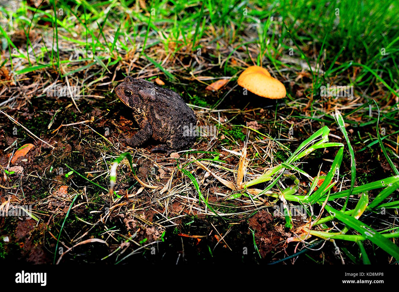 Toadstool frog hi-res stock photography and images - Alamy