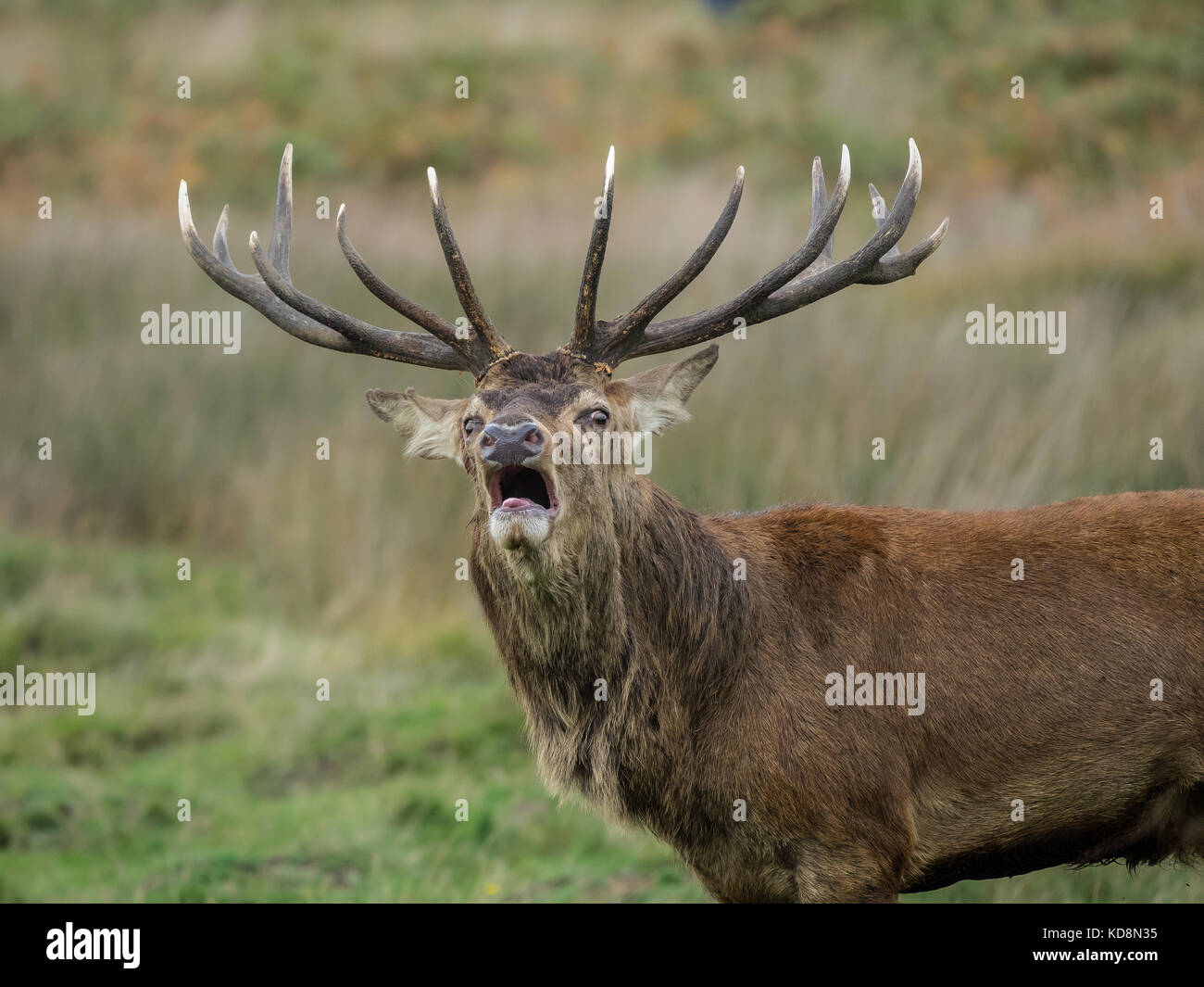 Roaring Red Deer Stag(Cervus Elaphus) at Richmond Park Stock Photo - Alamy