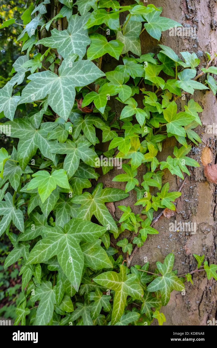 Ivy (Hedera helix) with green leaves at a tree in vertical format Stock ...
