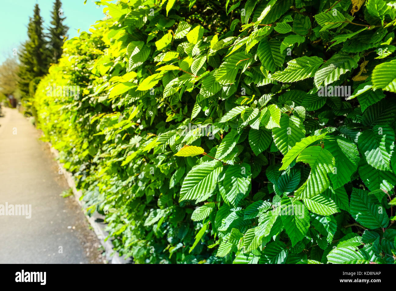 Hornbeam (Carpinus betulus) hedge in Summer as privacy Stock Photo - Alamy
