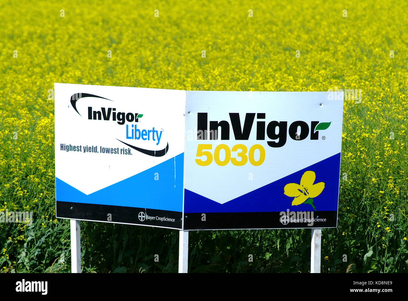 INVIGOR SIGN ALONG YELLOW FLOWERING CANOLA FIELD Stock Photo - Alamy