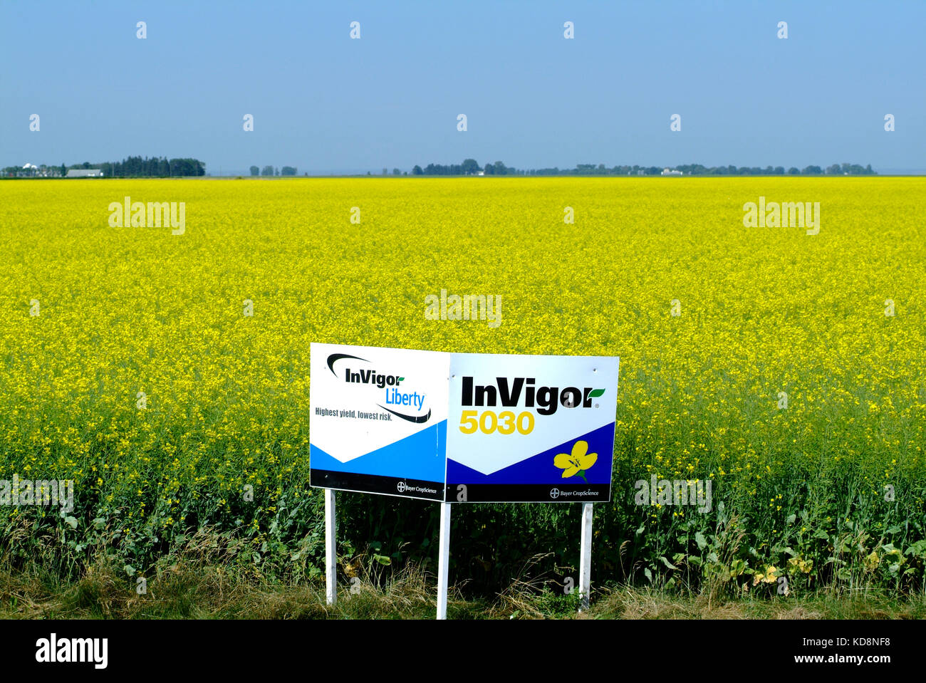 INVIGOR SIGN ALONG YELLOW FLOWERING CANOLA FIELD Stock Photo - Alamy