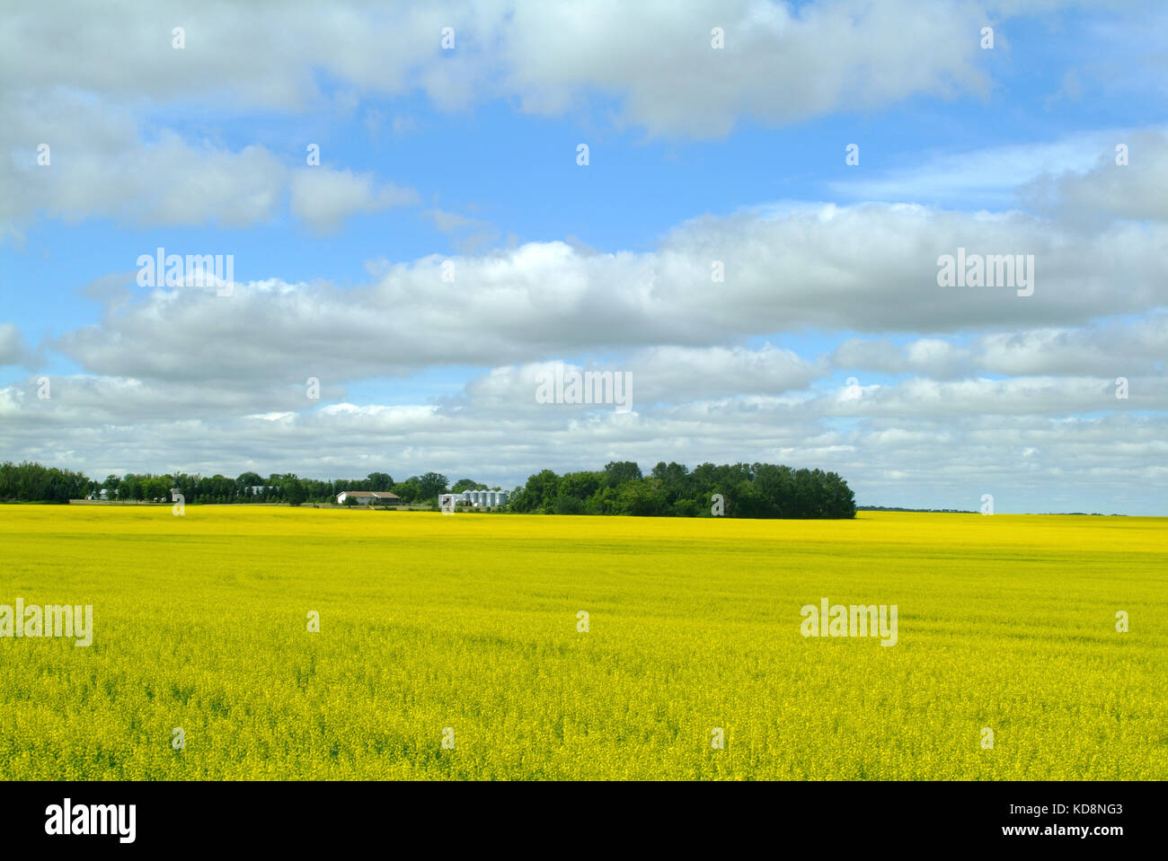 FIELD OF YELLOW FLOWERING CANOLA PLANTS Stock Photo - Alamy