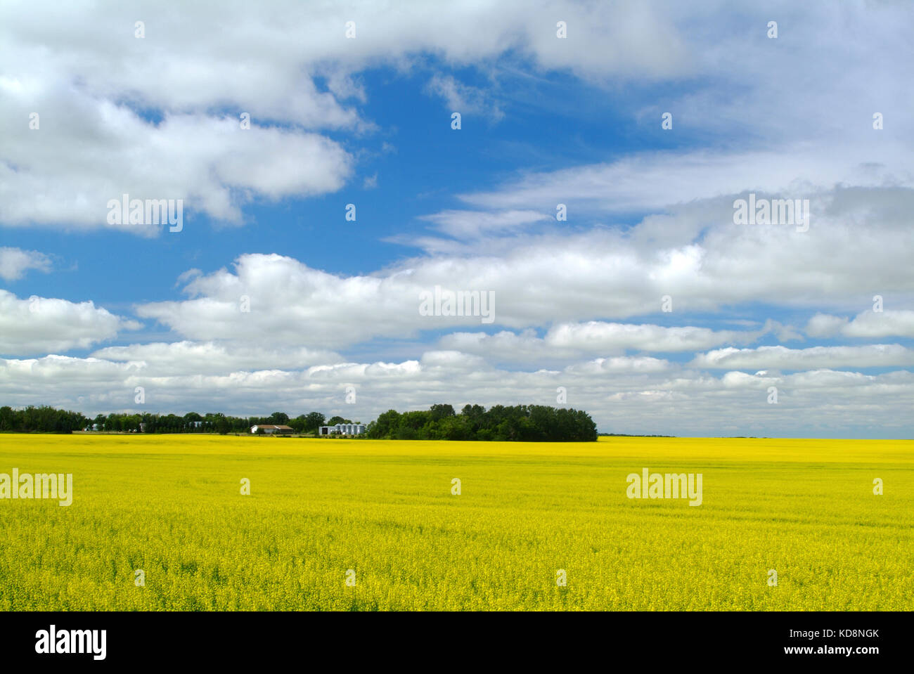 FIELD OF YELLOW FLOWERING CANOLA PLANTS Stock Photo - Alamy