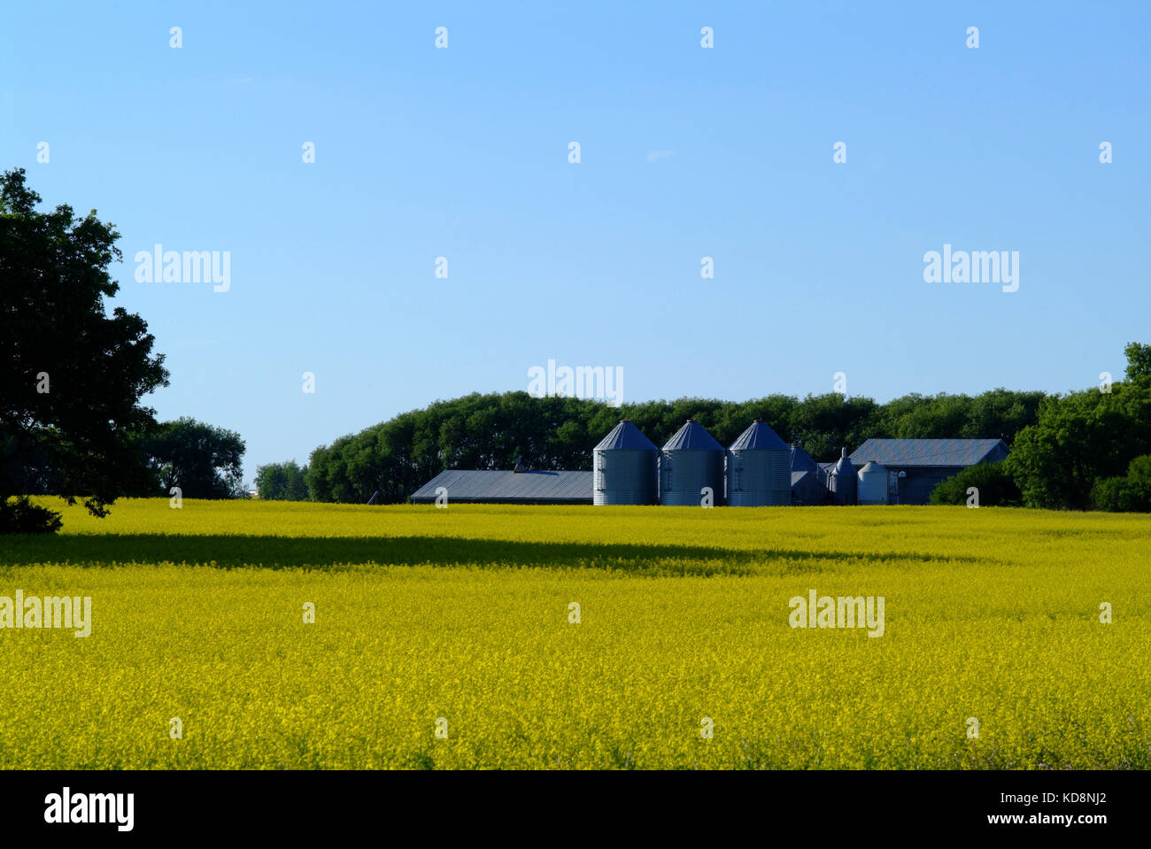 FIELD OF YELLOW FLOWERING CANOLA PLANTS WITH FARM IN THE BACKGROUND ...