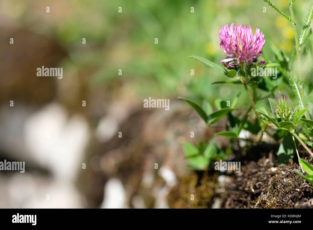 Close up violet flower of clover (Trifolium Stock Photo - Alamy
