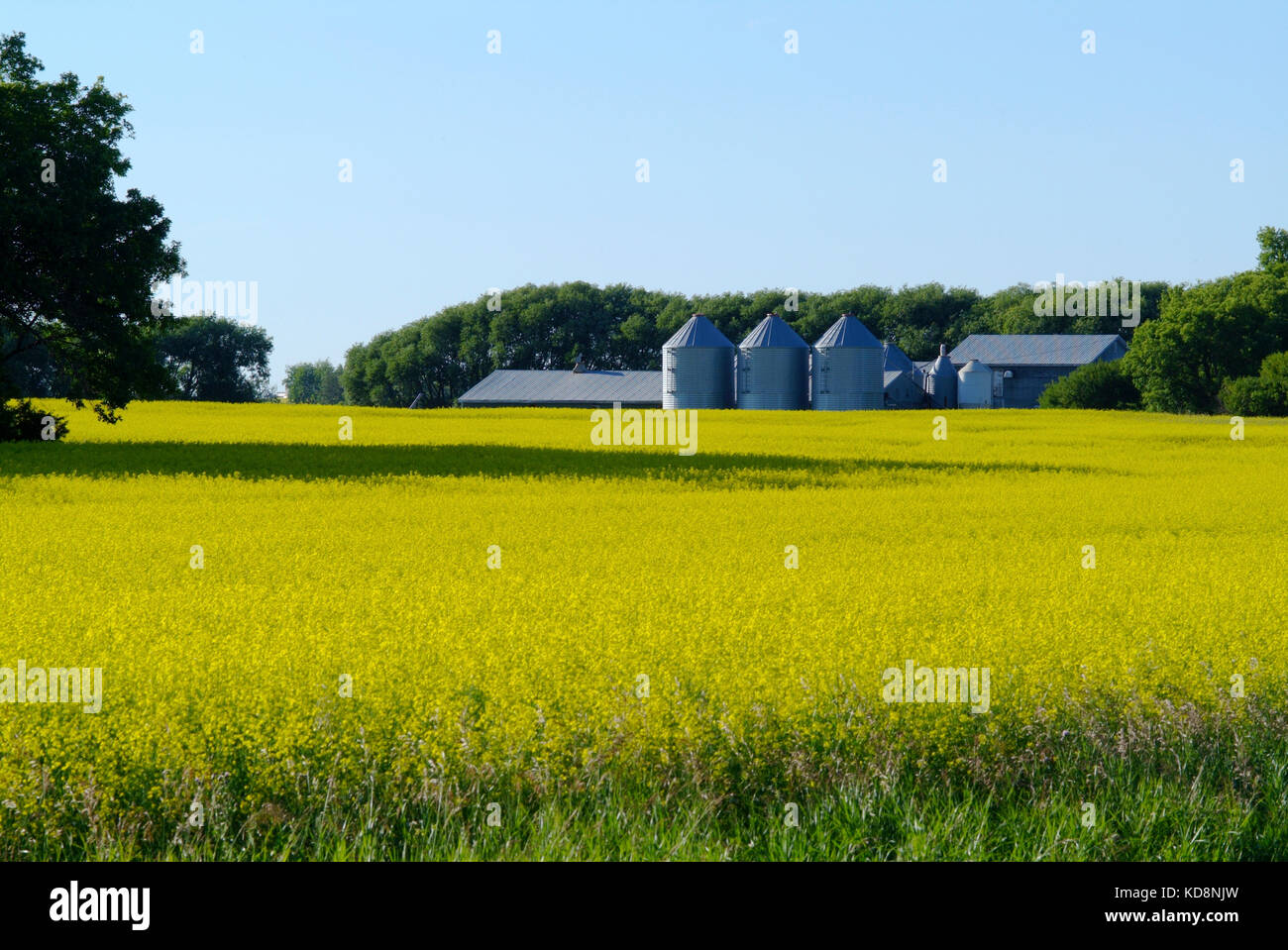FIELD OF YELLOW FLOWERING CANOLA PLANTS WITH FARM IN THE BACKGROUND ...