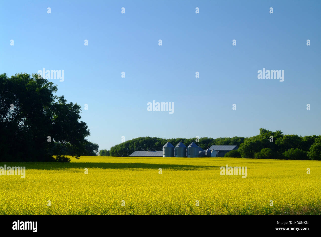 FIELD OF YELLOW FLOWERING CANOLA PLANTS WITH FARM IN THE BACKGROUND ...