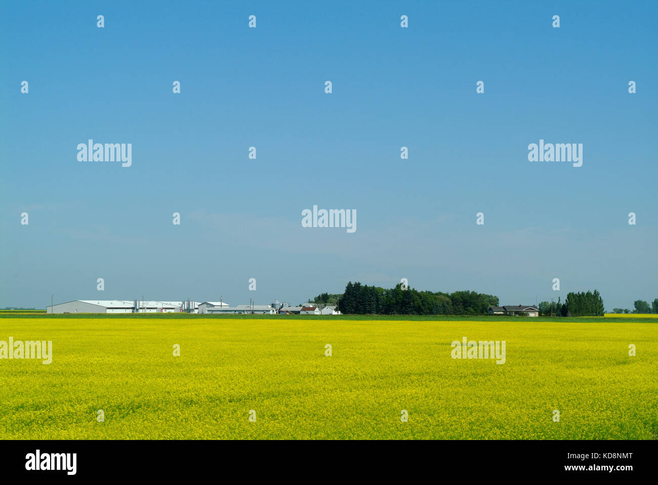 FIELD OF YELLOW FLOWERING CANOLA PLANTS WITH FARM IN THE BACKGROUND ...