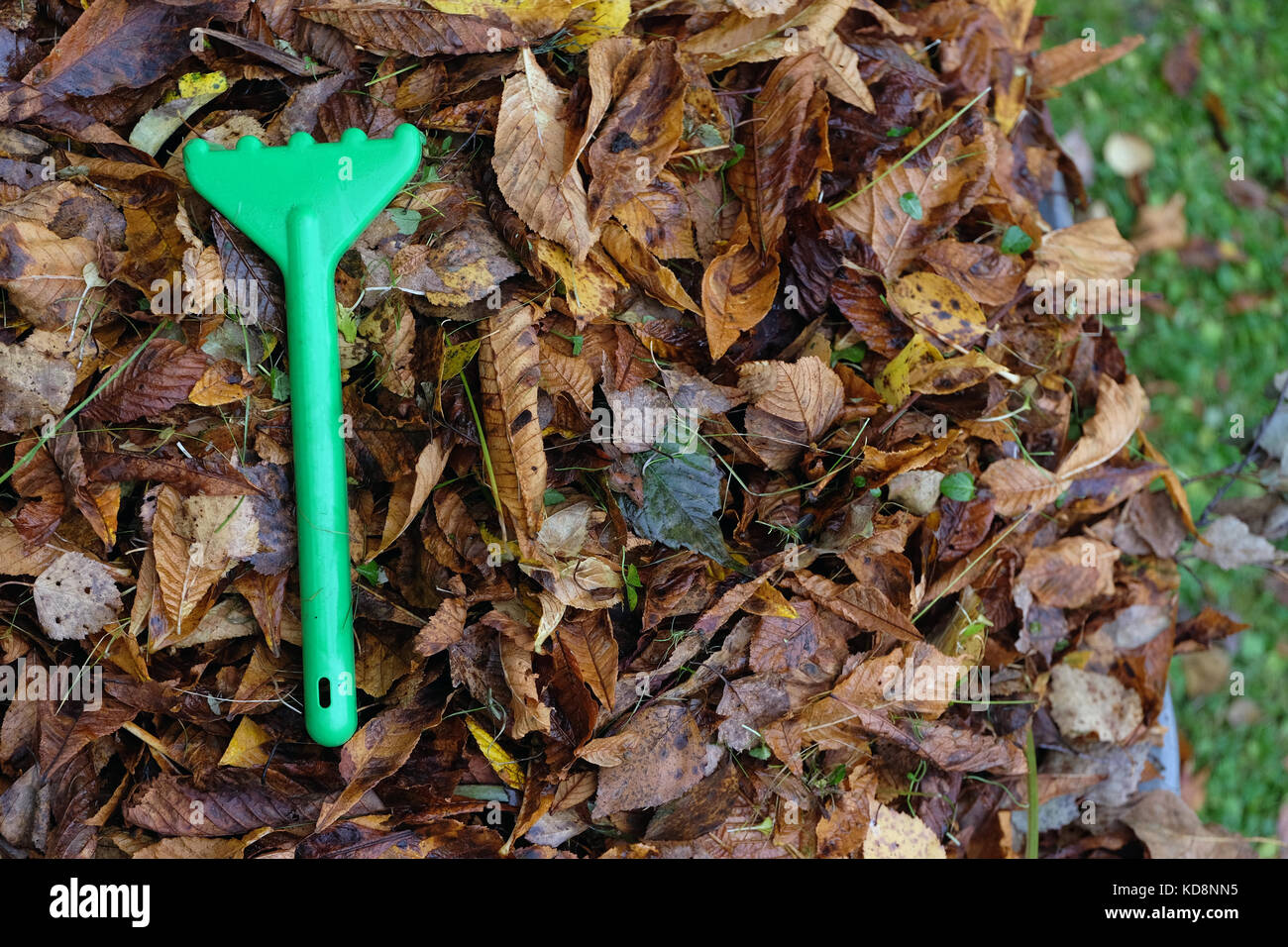 Toy rake laid on the compost heap with fallen leaves, overhead photo ...
