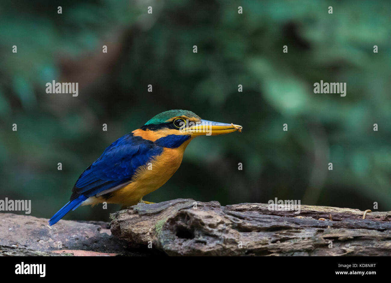 Beautifulful Birds in natural habitat Stock Photo - Alamy