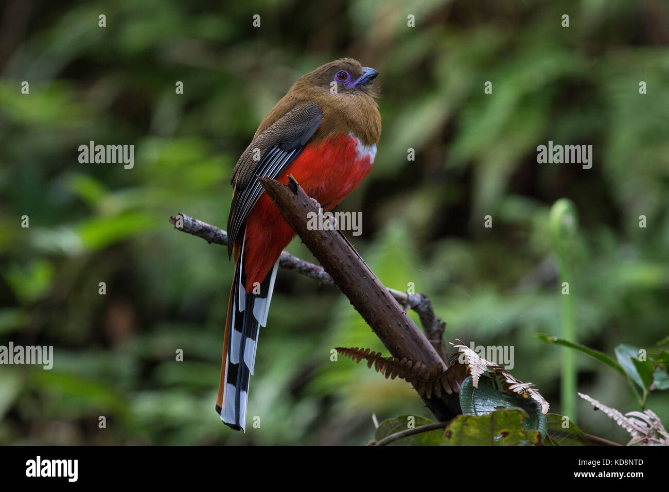 Beautifulful Birds in natural habitat Stock Photo - Alamy