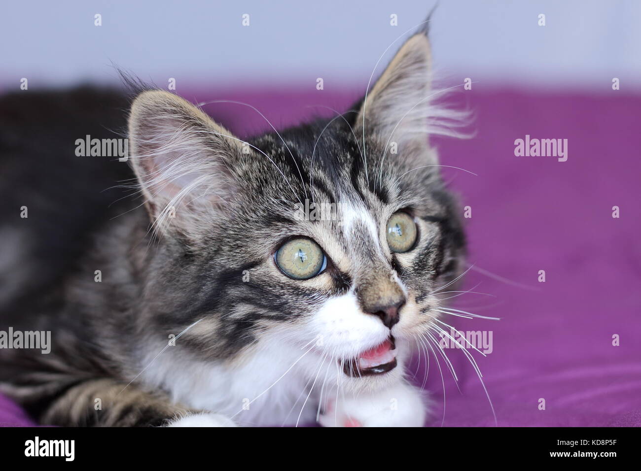 small kitten maine coon gray tiger with green eyes that opens a little ...