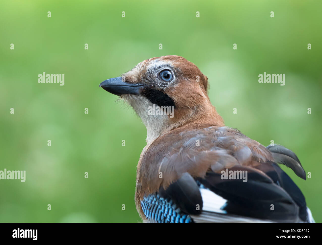Rear view close up of juvenile UK jay bird (Garrulus glandarius ...