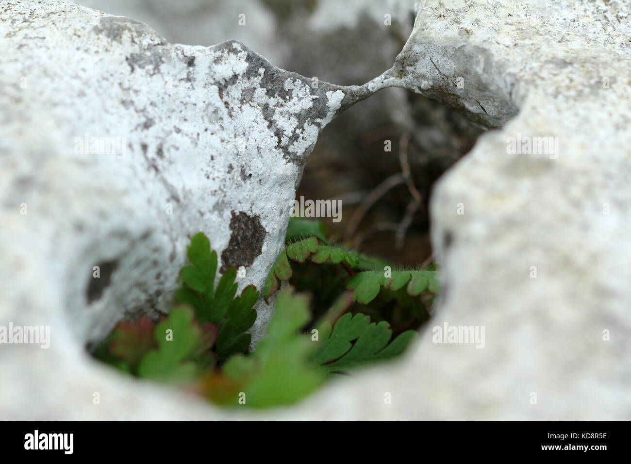 burren area Ireland Stock Photo - Alamy