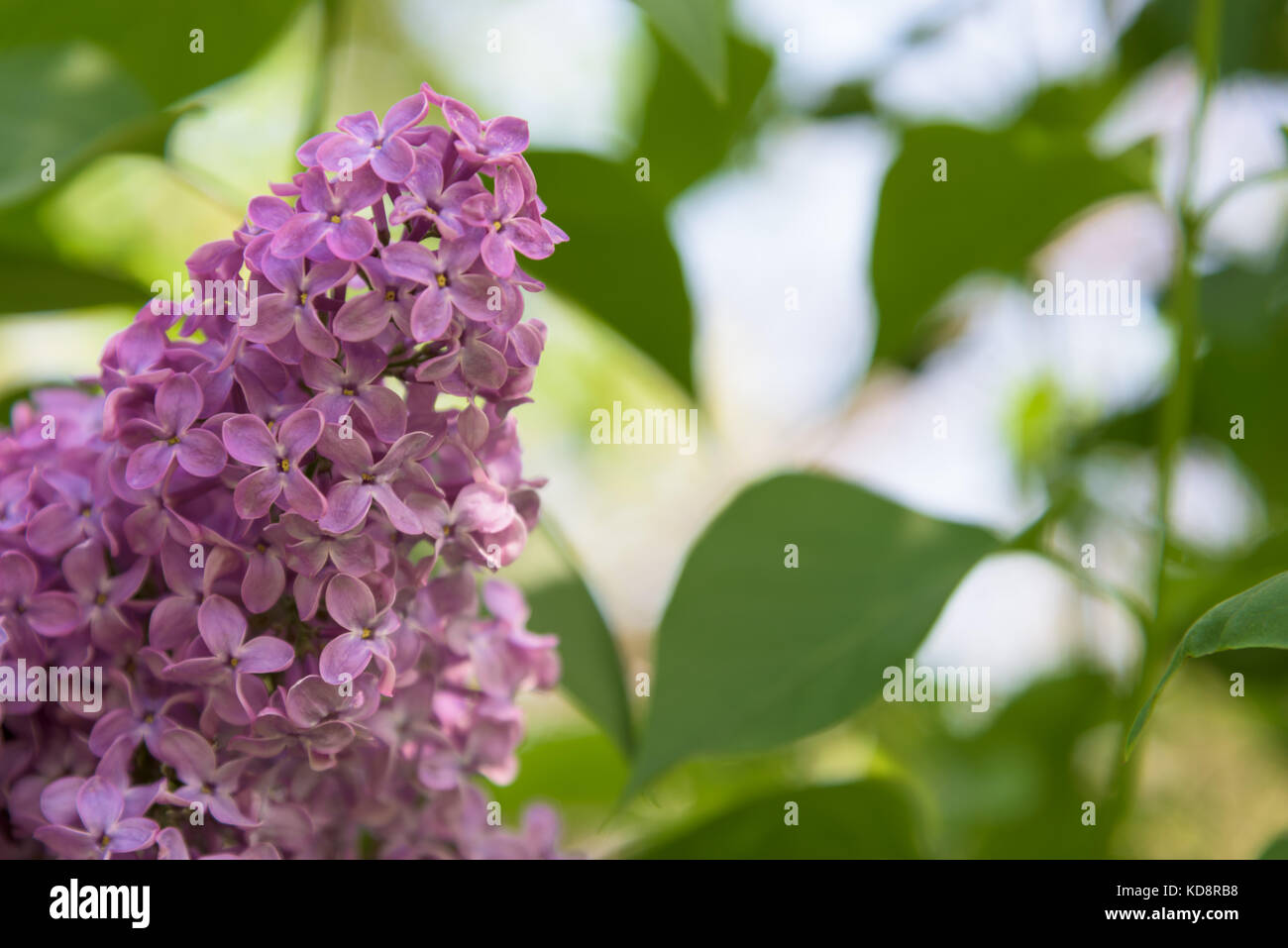 Lilac blooms beautiful bunch of lilac closeup Stock Photo - Alamy