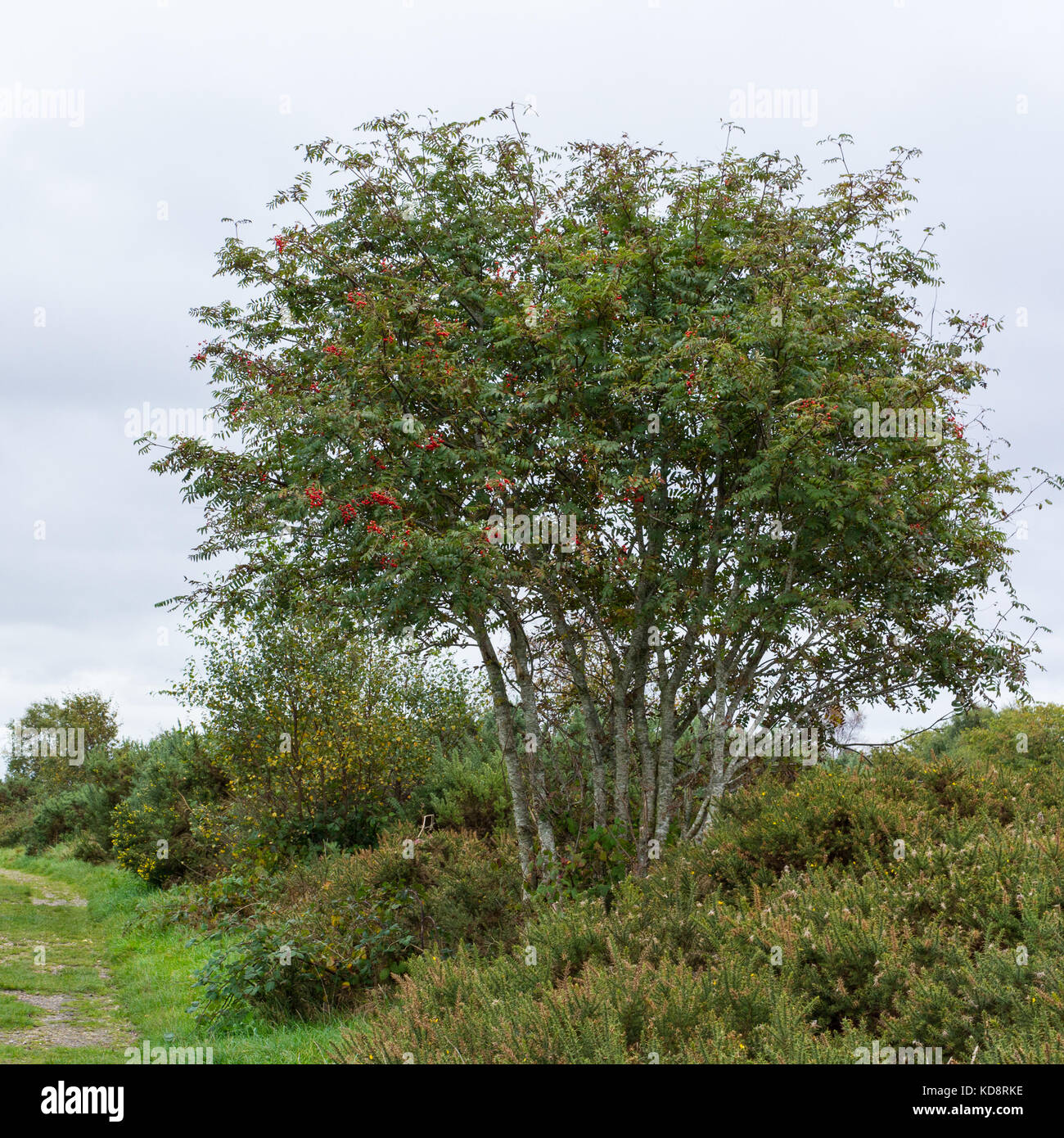 Rowan tree, Mountain ash (Sorbus aucuparia) growing on Turbary Common ...